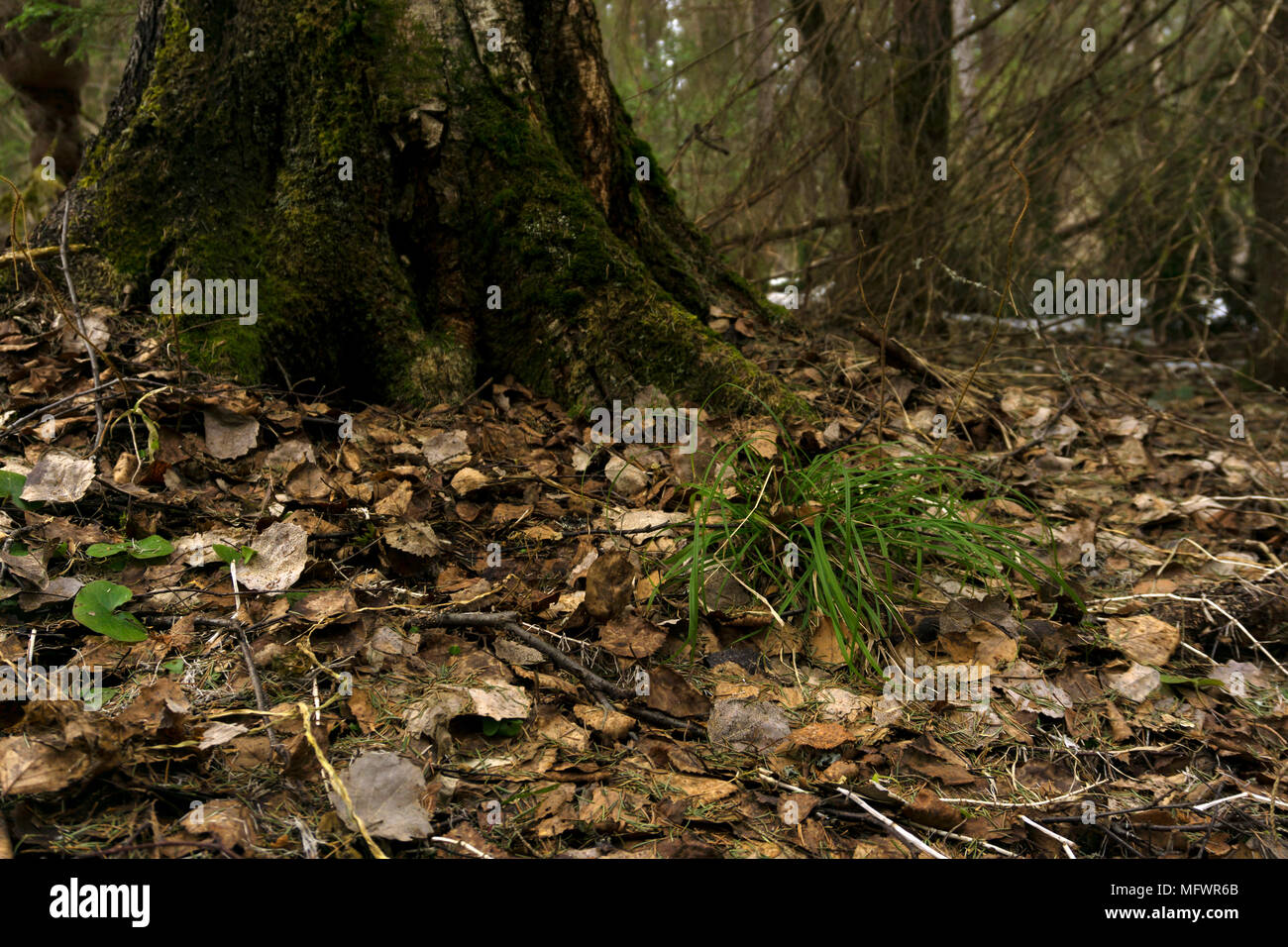 first grass in early spring at the trunk of the old tree Stock Photo ...