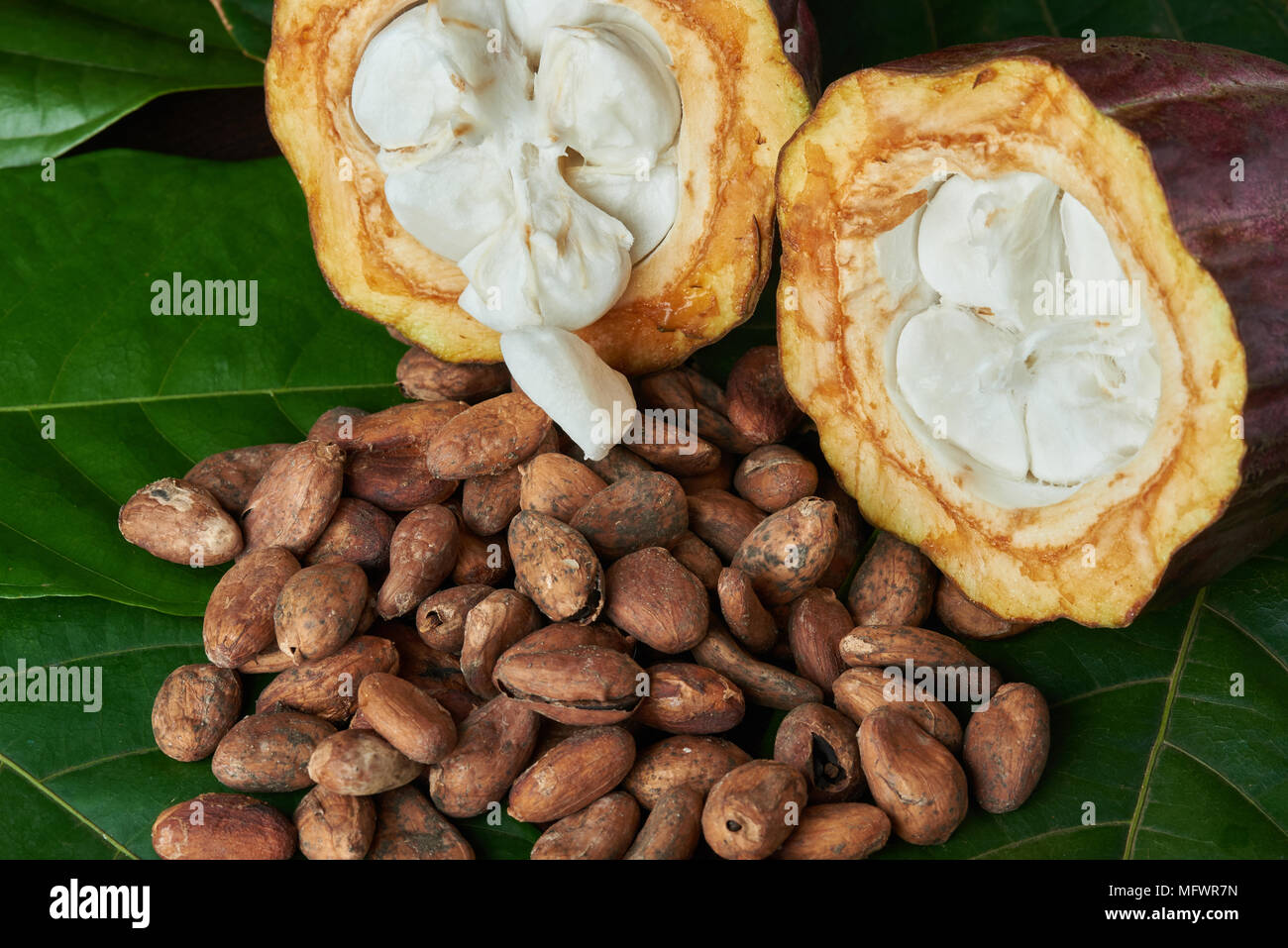 Open cacao pod hi-res stock photography and images - Alamy