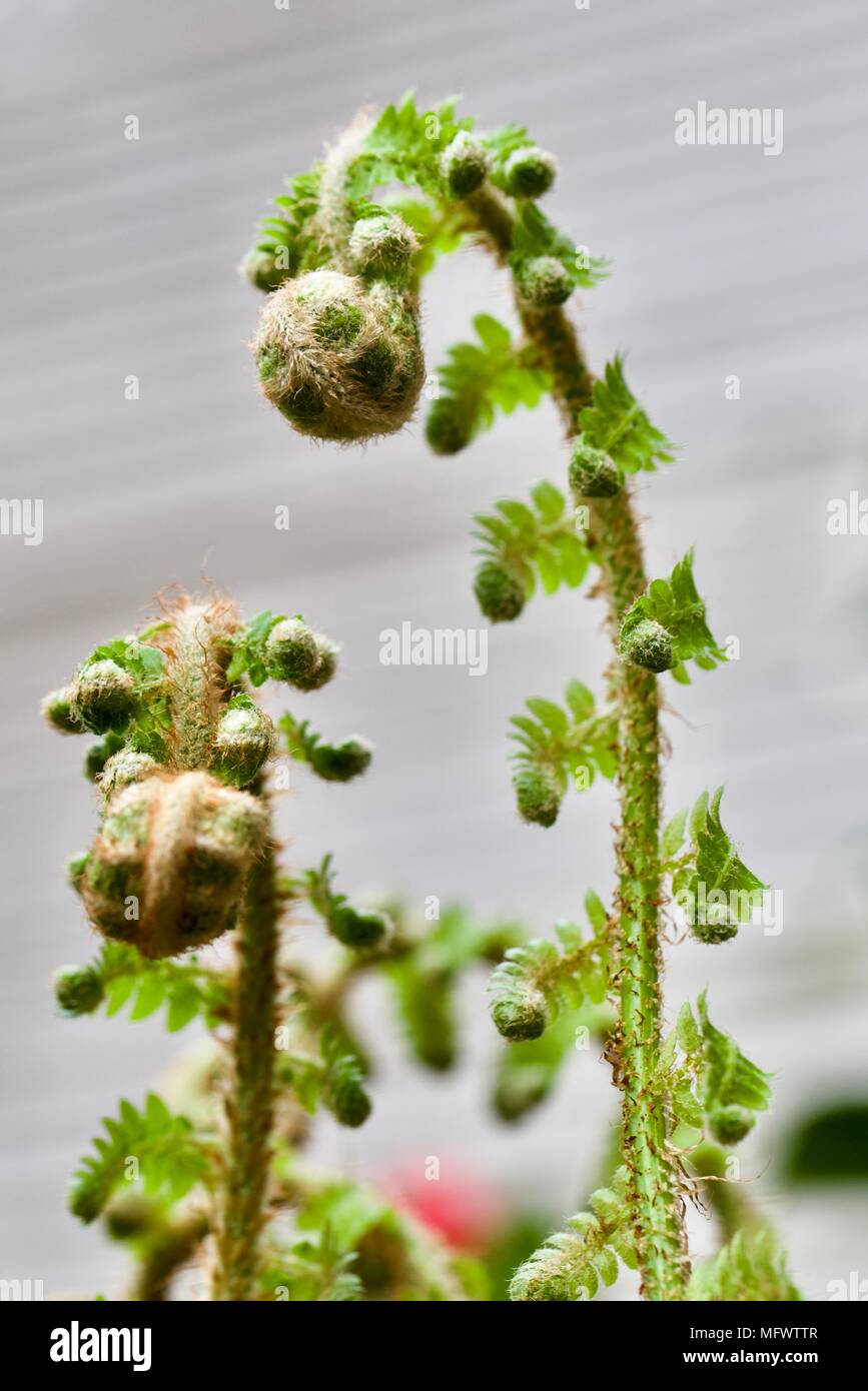 Unfurling frond male fern dryopteris hi-res stock photography and ...
