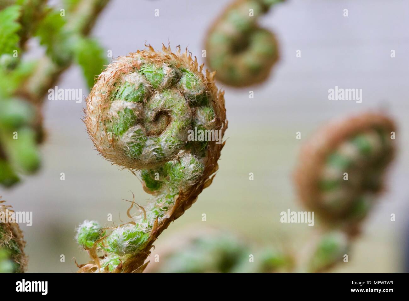 Unfurling dryopteris fern hi-res stock photography and images - Alamy