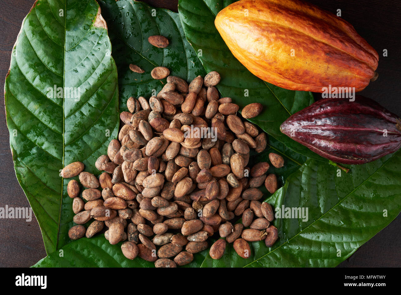 Cacao farm plantation theme. Cacao bean seeds and pods on table Stock Photo - Alamy