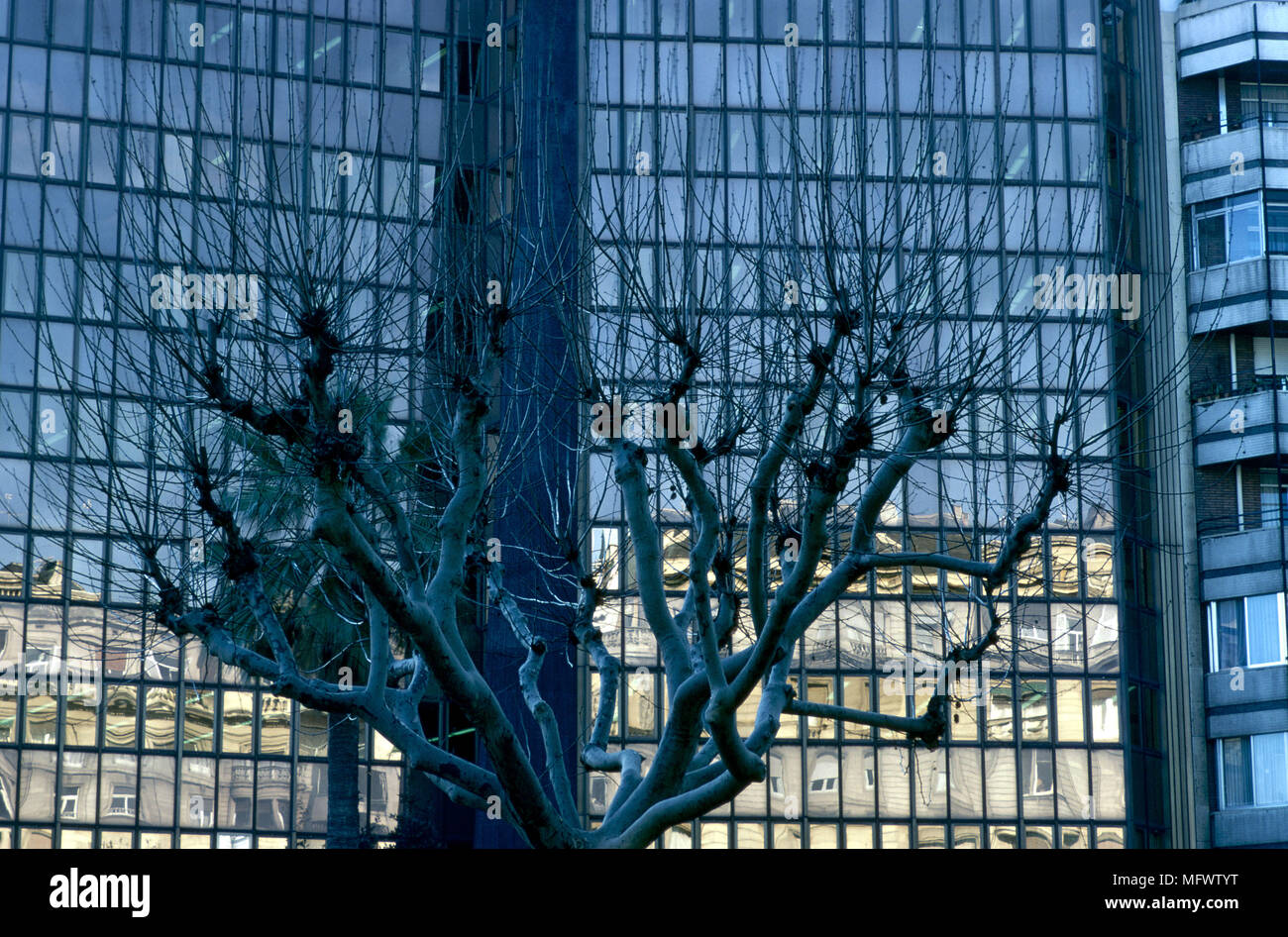 Partial view of a leafless tree near a building Stock Photo - Alamy
