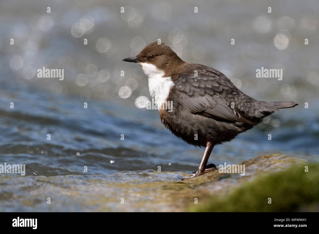 White throated Dipper / Wasseramsel ( Cinclus cinclus ) perched on a ...