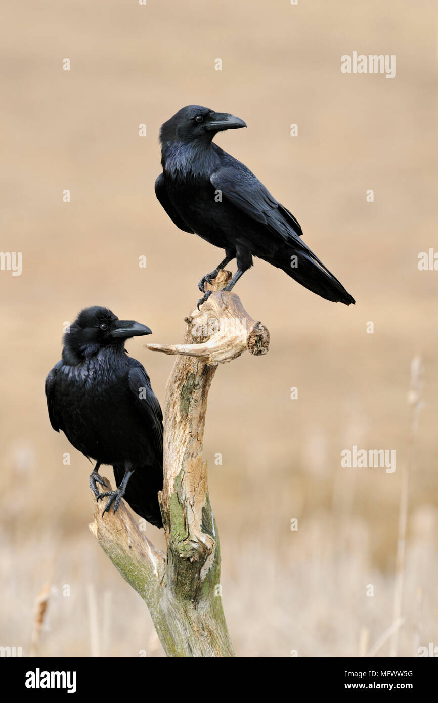 Common raven pair hi-res stock photography and images - Alamy