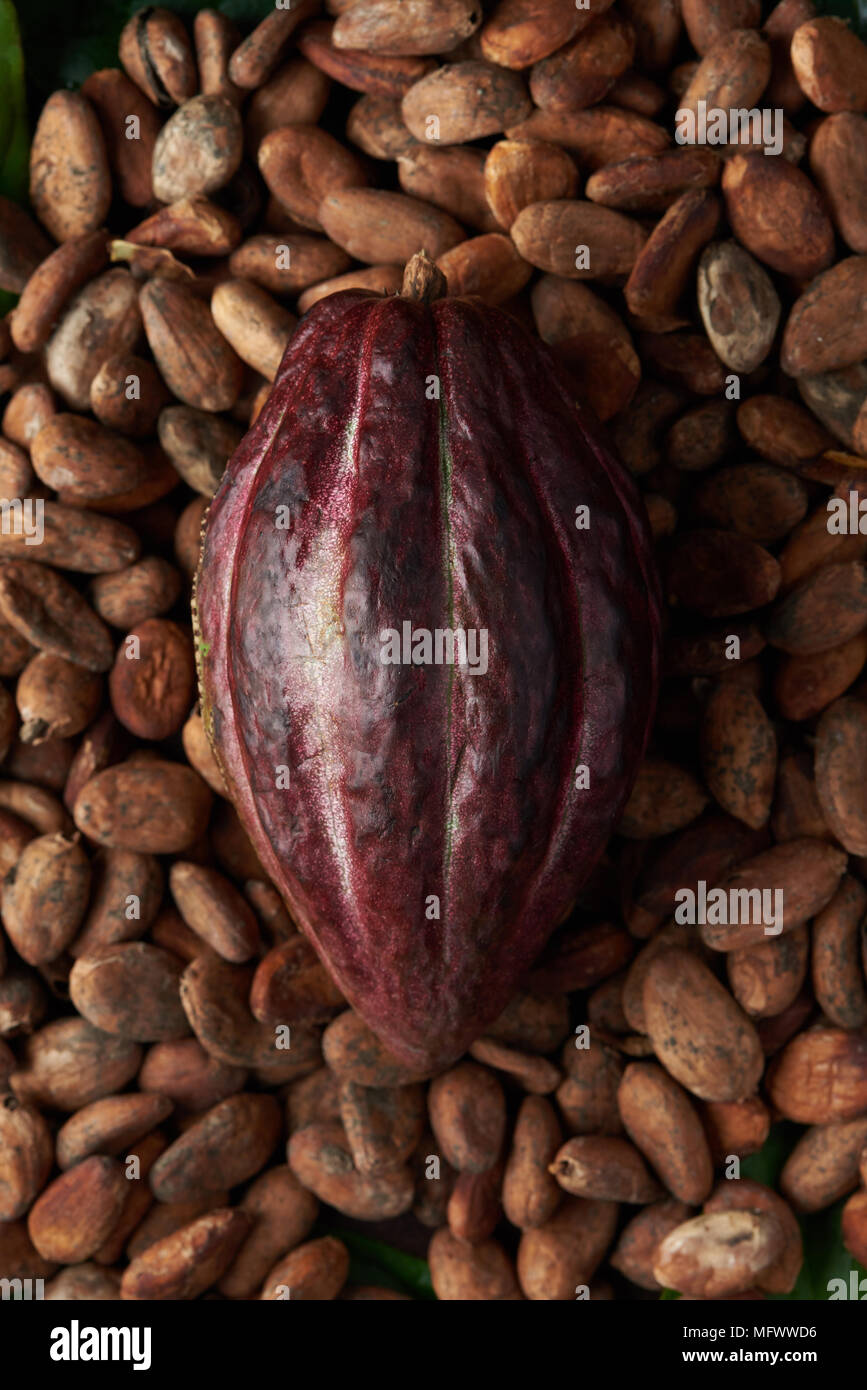 Close-up of red cacao pod lay on dry seeds above top view Stock Photo ...