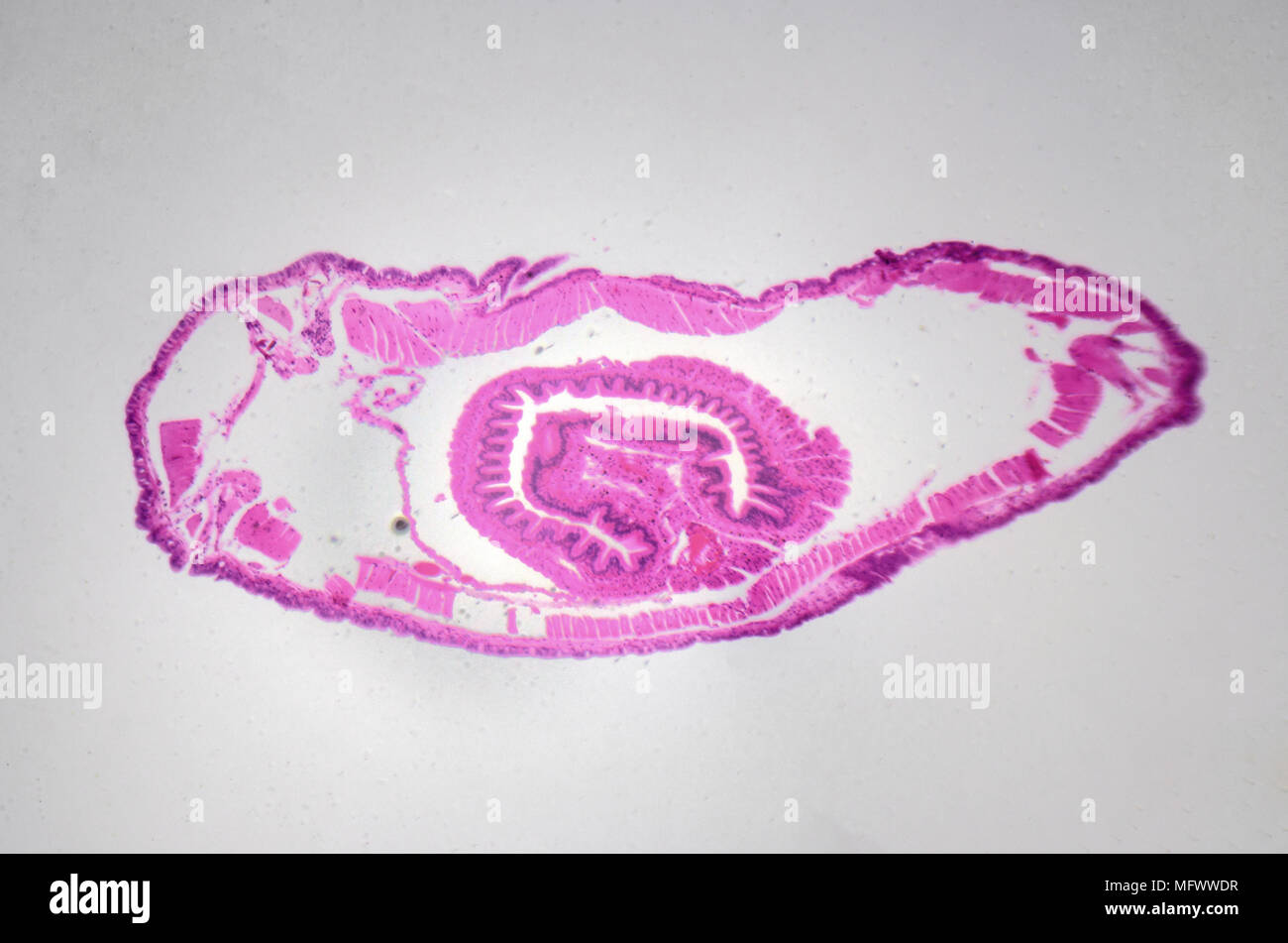 Flat worm regeneration hi-res stock photography and images - Alamy