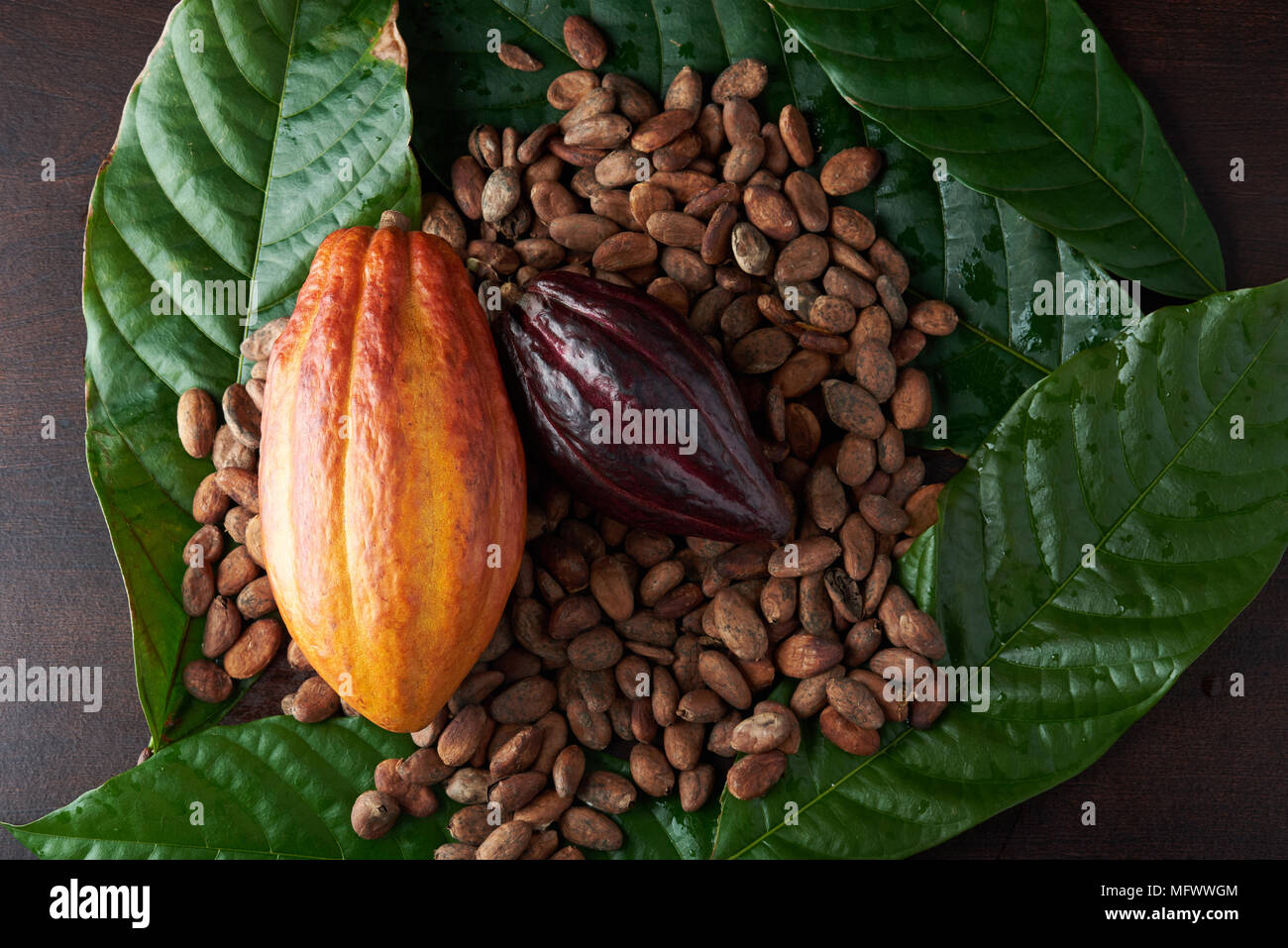 Cacao seed hi-res stock photography and images - Alamy