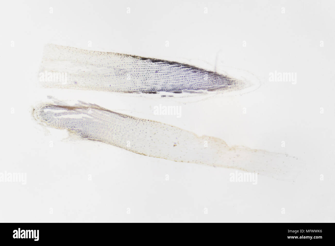 Microscopic photography. Root of allium cepa, transversal section Stock ...