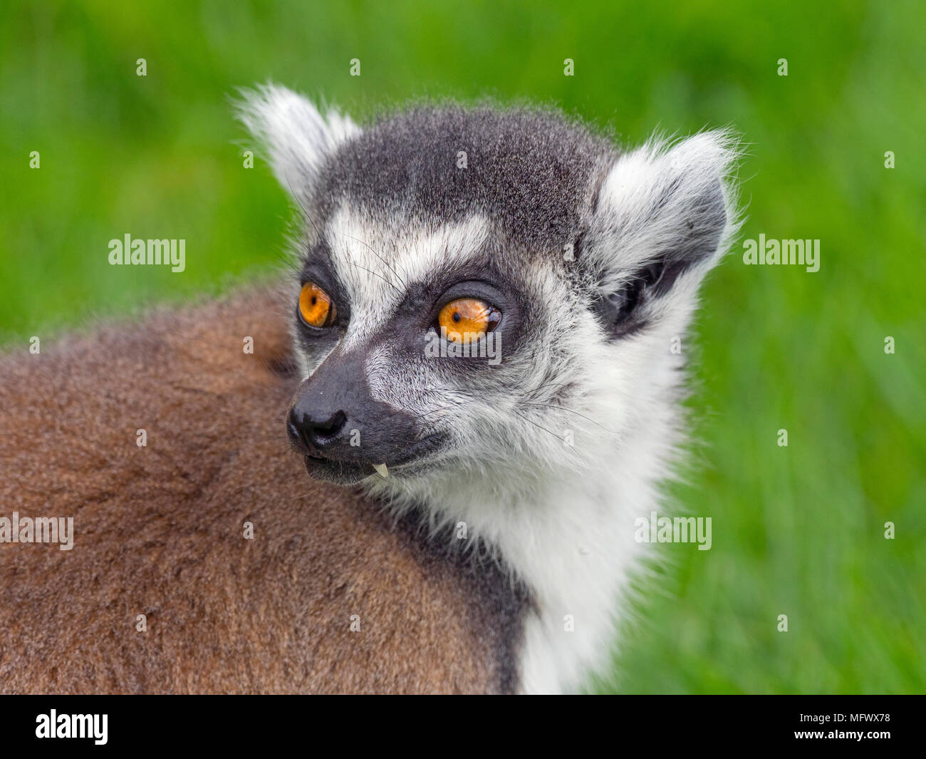 Ring-tailed lemur Lemur catta Stock Photo - Alamy