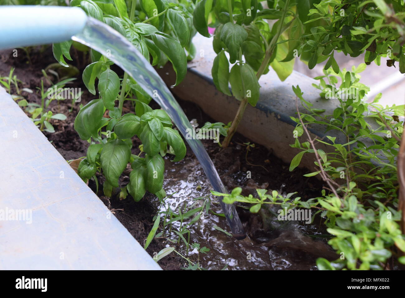Watering roots hi-res stock photography and images - Alamy