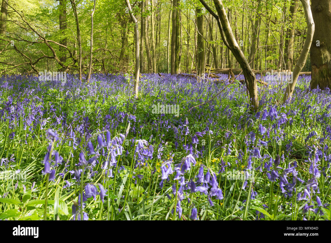 English bluebell woods hi-res stock photography and images - Alamy