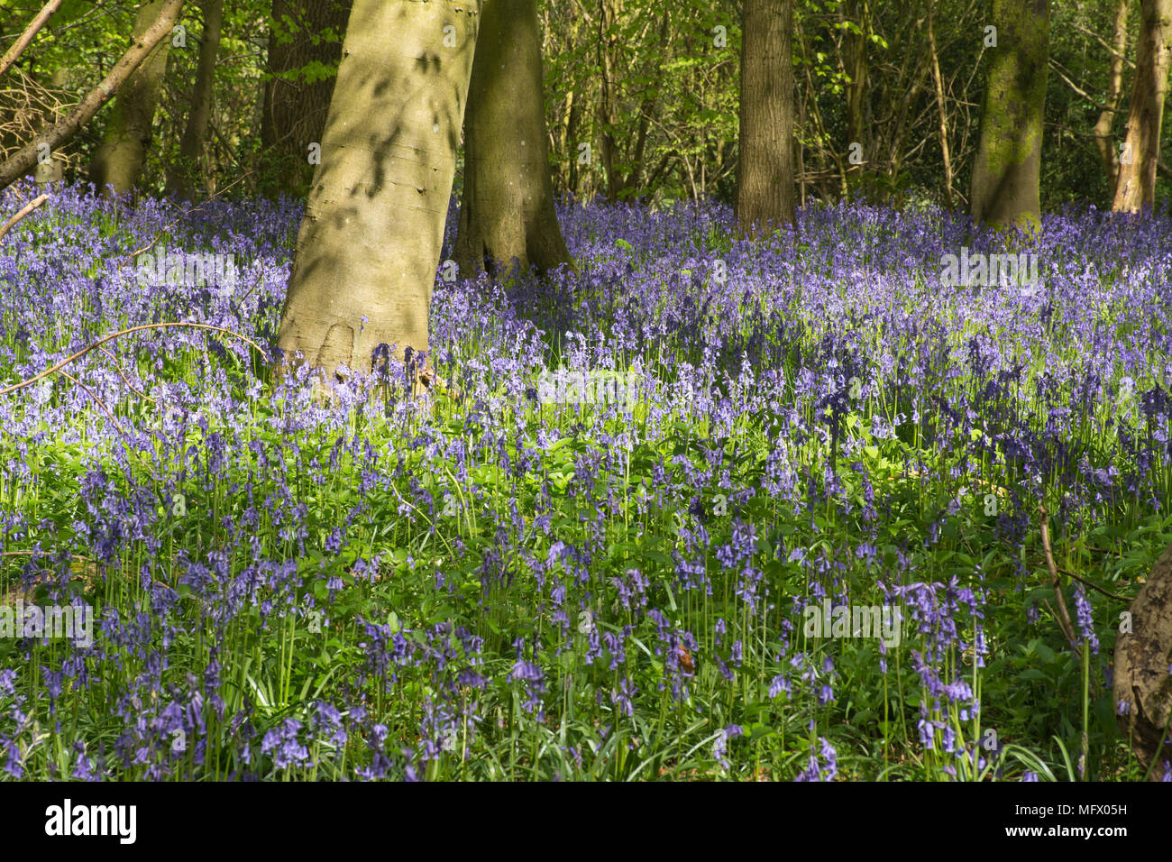 English bluebell woods hi-res stock photography and images - Alamy
