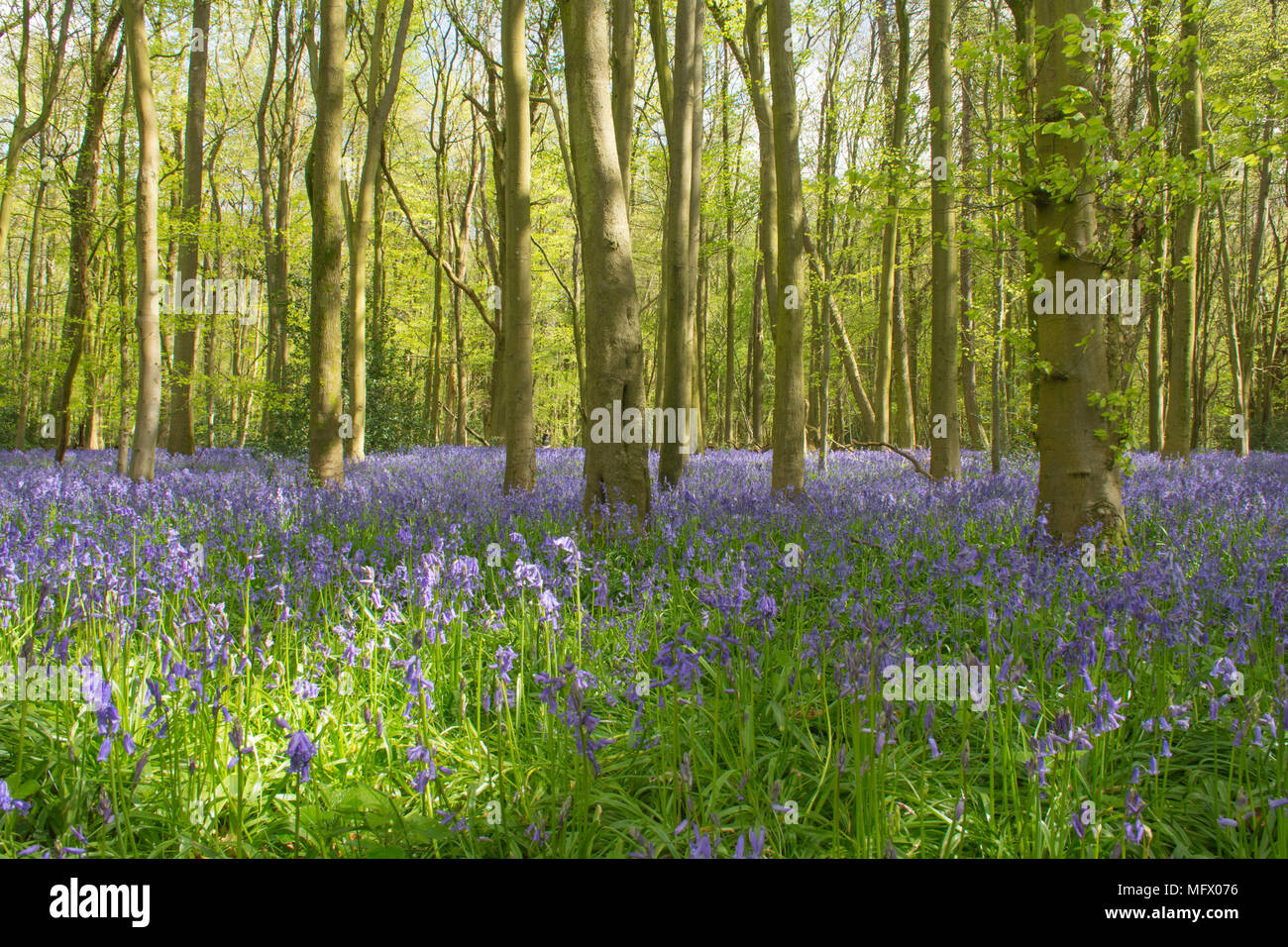 Bluebell woods landscape near Hinton Ampner, Hampshire, UK. Spring in ...
