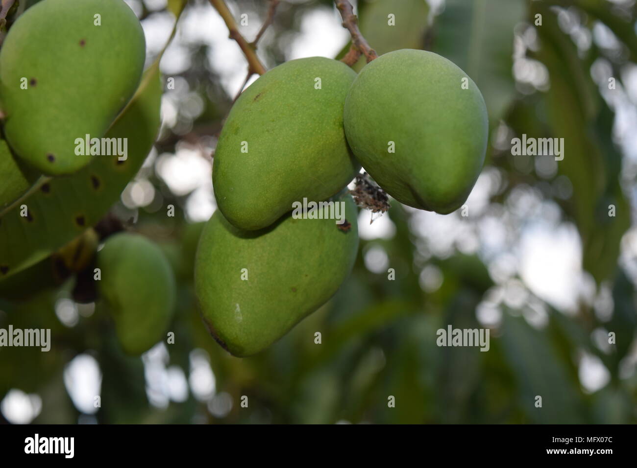 Falling fruit tree hi-res stock photography and images - Alamy