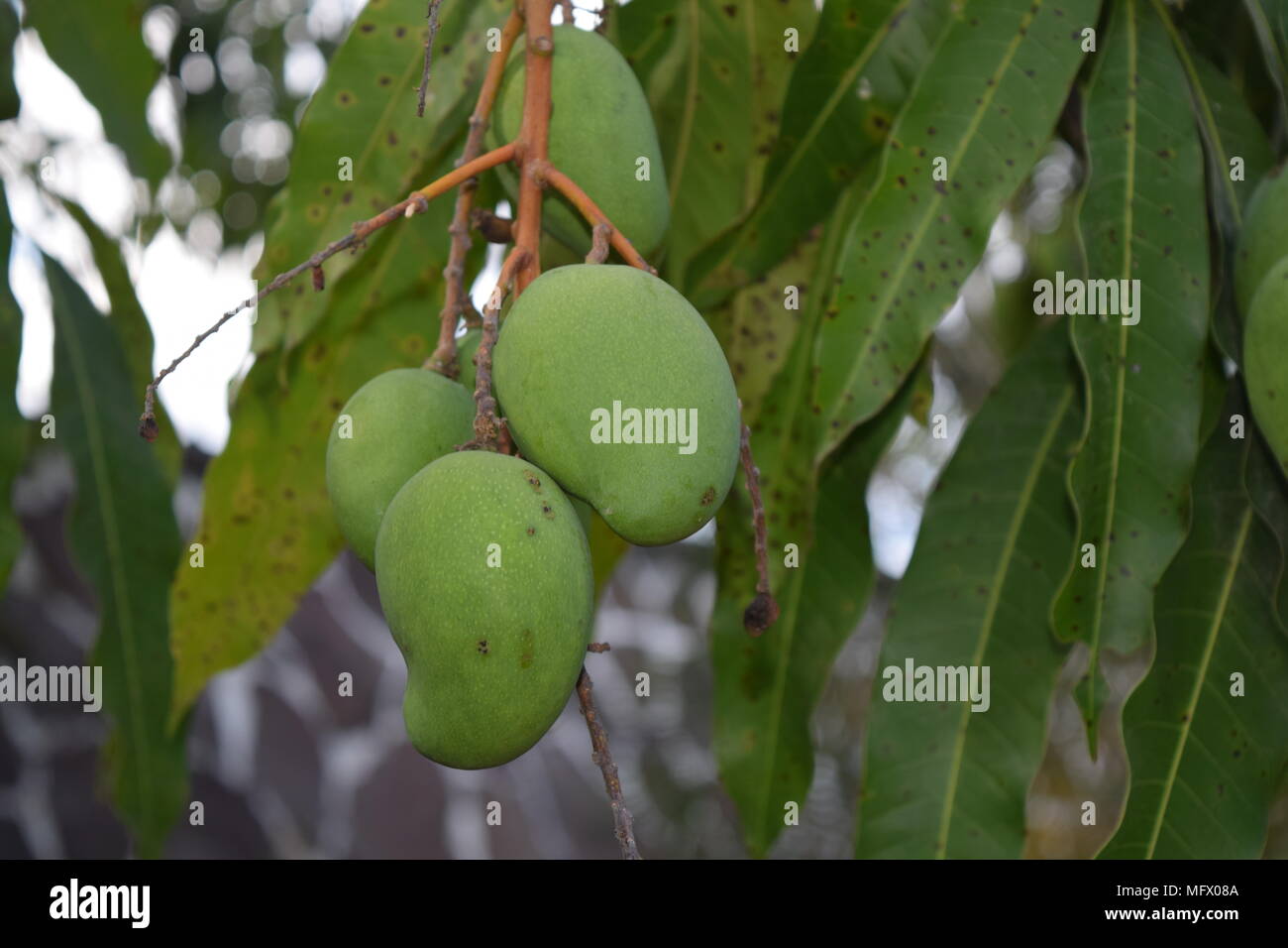 Mango Tree High Resolution Stock Photography and Images - Alamy