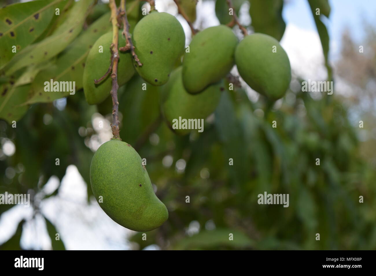 Mango Tree High Resolution Stock Photography and Images - Alamy