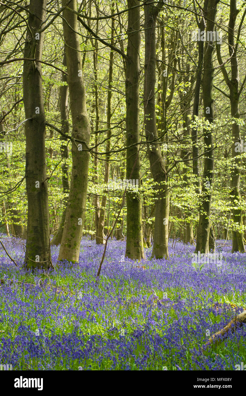 English bluebell woods hi-res stock photography and images - Alamy