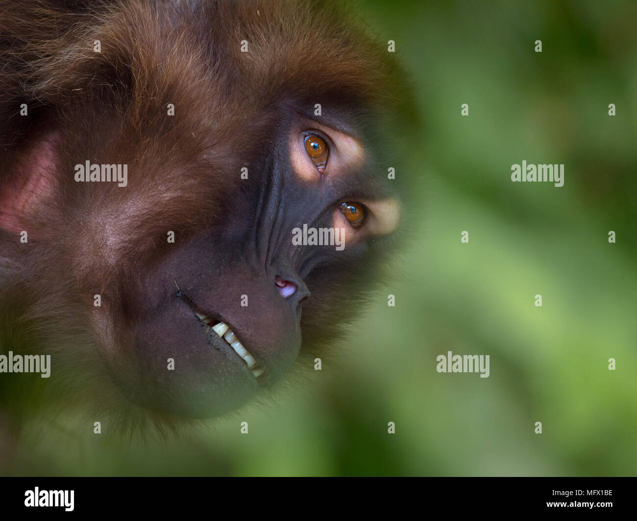 Gelada Baboon Theropithecus gelada Stock Photo - Alamy