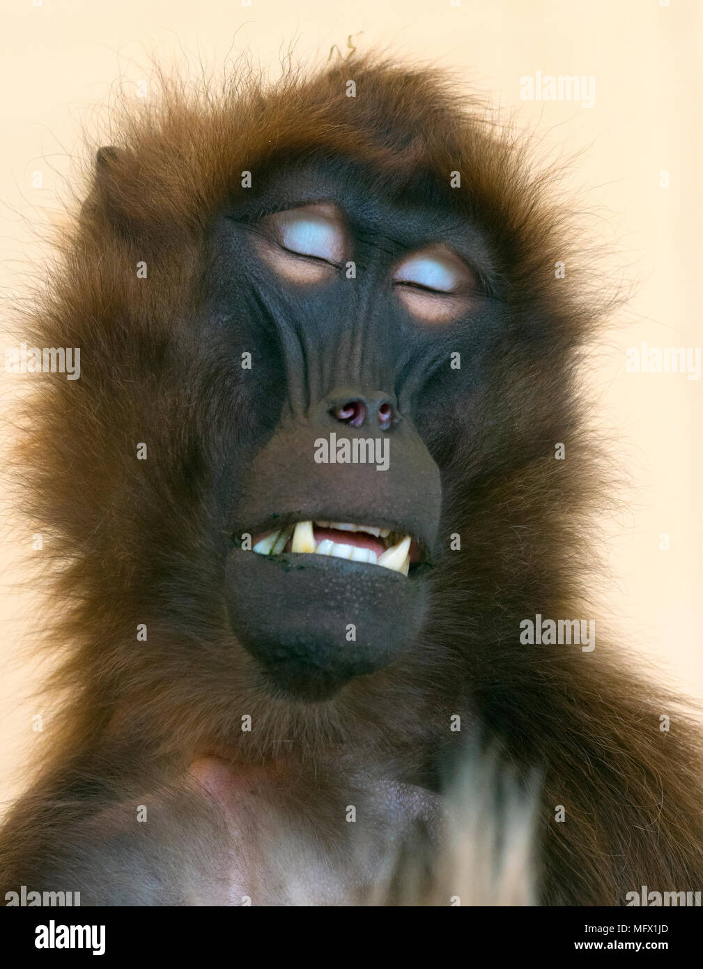 Genus Theropithecus High Resolution Stock Photography and Images - Alamy
