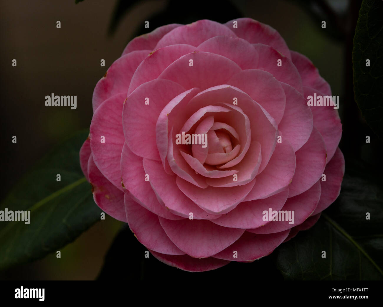 Camellia tree planting hi-res stock photography and images - Alamy