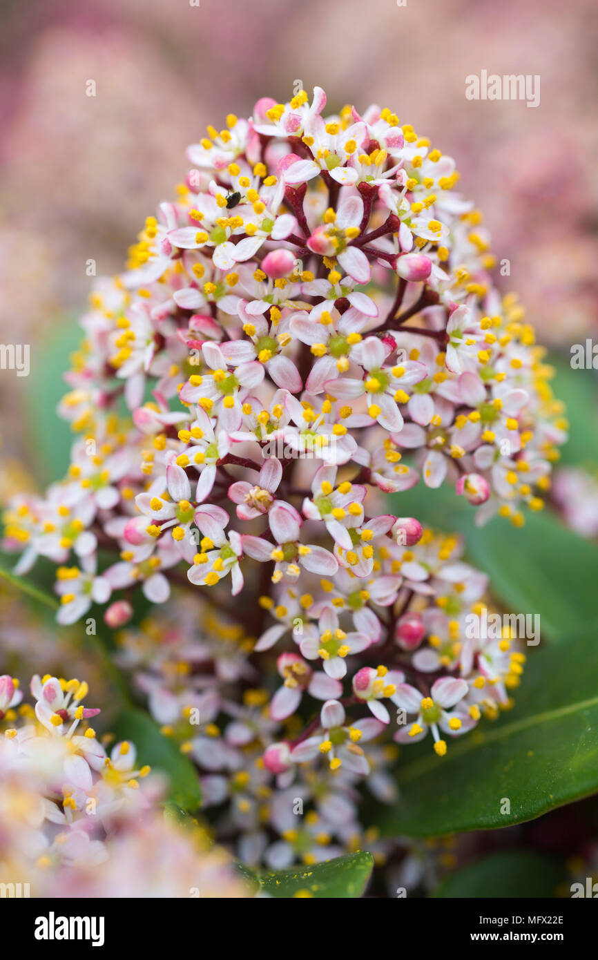 Skimmia japonica 'Rubella' Stock Photo - Alamy