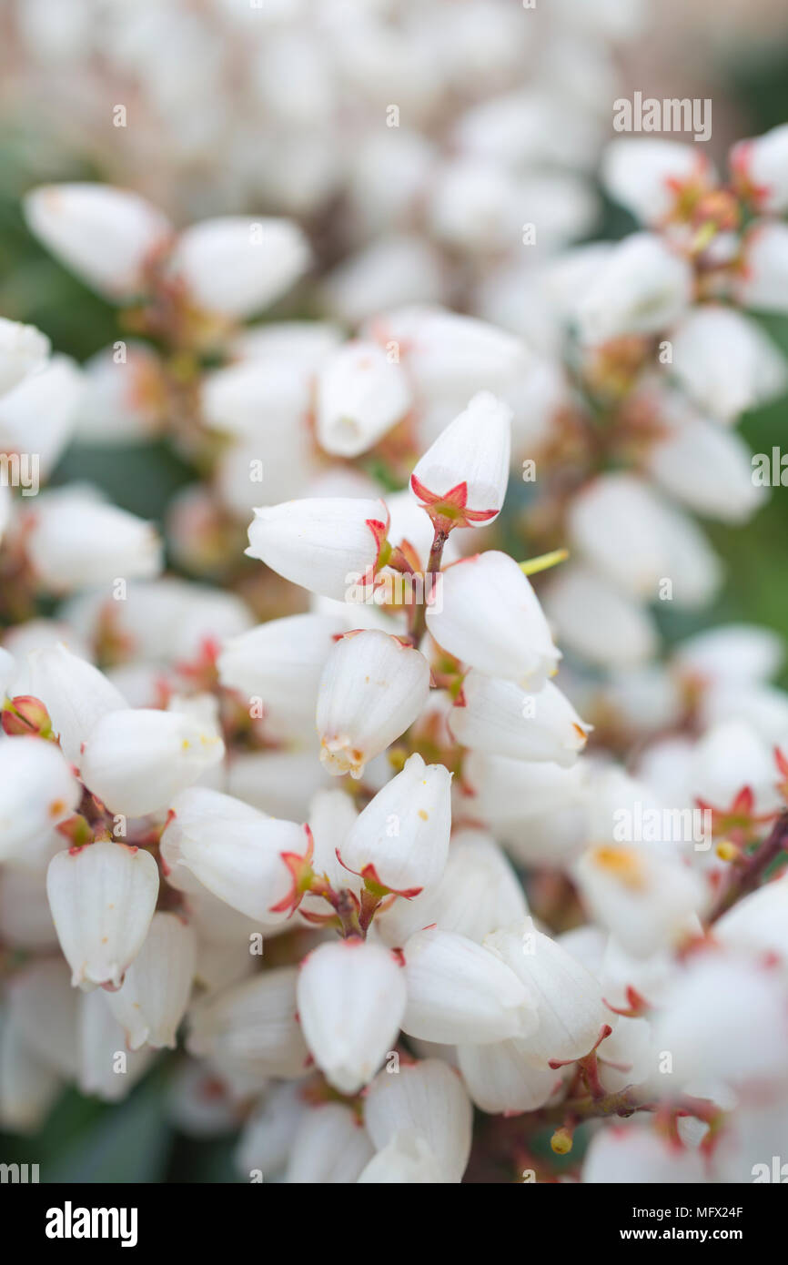 Pieris japonica 'Bonfire' Stock Photo - Alamy