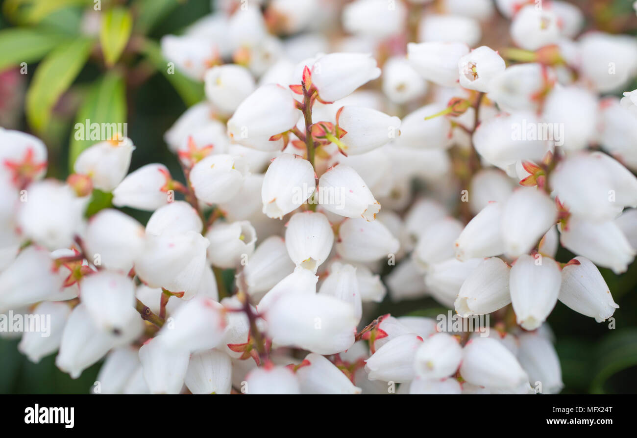 Pieris japonica 'Bonfire' Stock Photo - Alamy