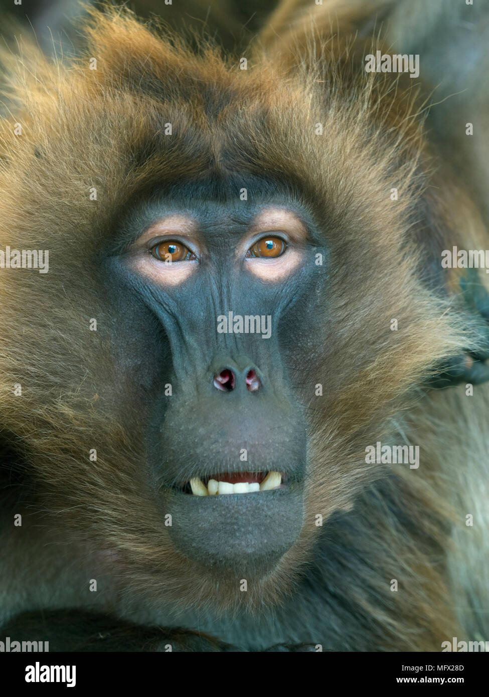 Gelada Baboon Theropithecus gelada Stock Photo - Alamy