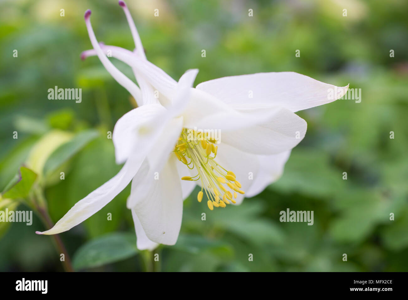 Aquilegia 'Dove' Songbird Series Stock Photo - Alamy