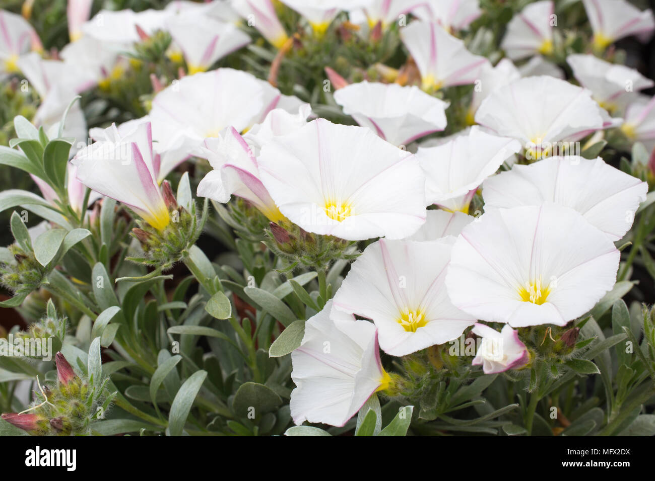 Convolvulus cneorum hi-res stock photography and images - Alamy