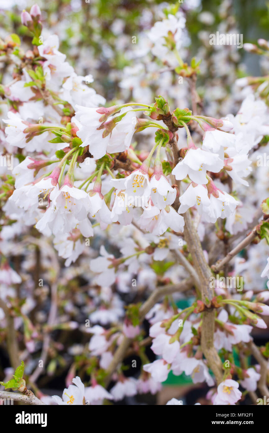 Prunus incisa 'Kojou-no-mai' Stock Photo - Alamy