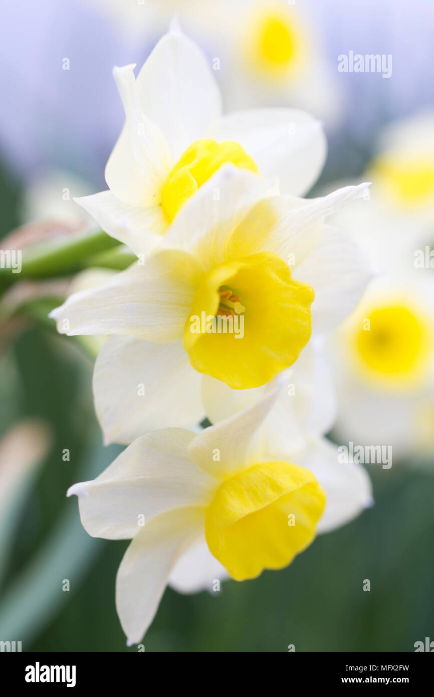 Daffodil minnow hi-res stock photography and images - Alamy
