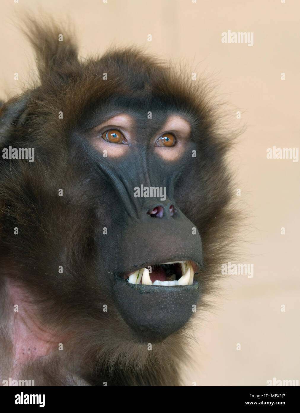 Gelada grooming hi-res stock photography and images - Alamy