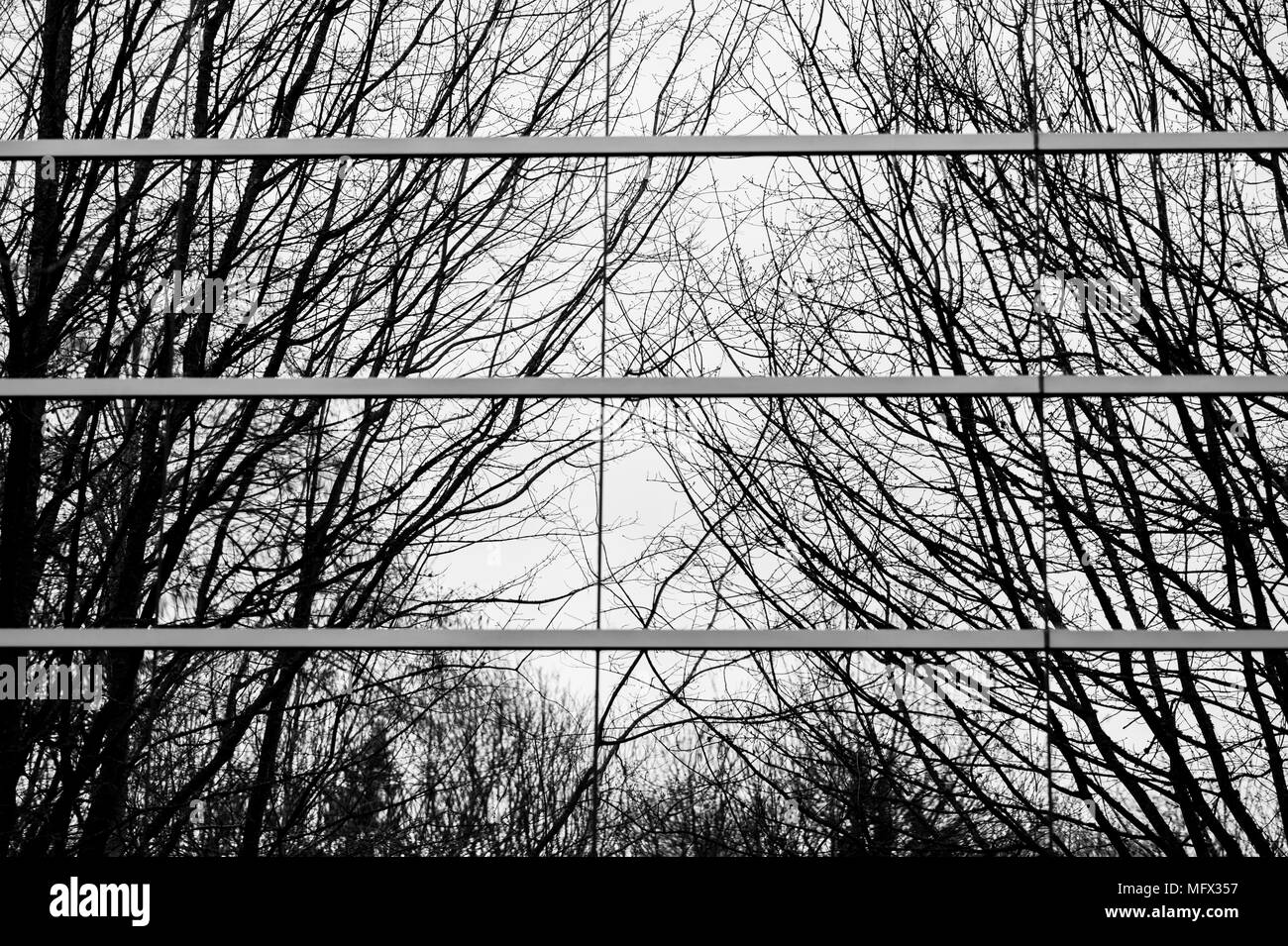 Abstract image of office building with window reflections of trees and ...