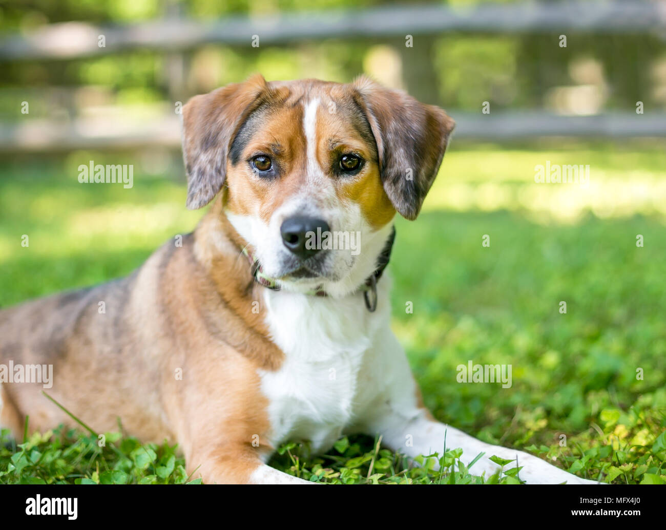 A red and white mixed breed dog lying in the grass Stock Photo - Alamy