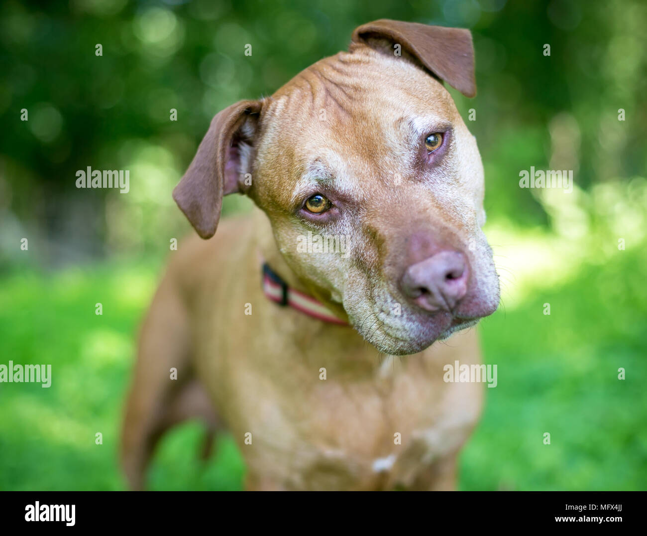 Pit bull stare hi-res stock photography and images - Alamy