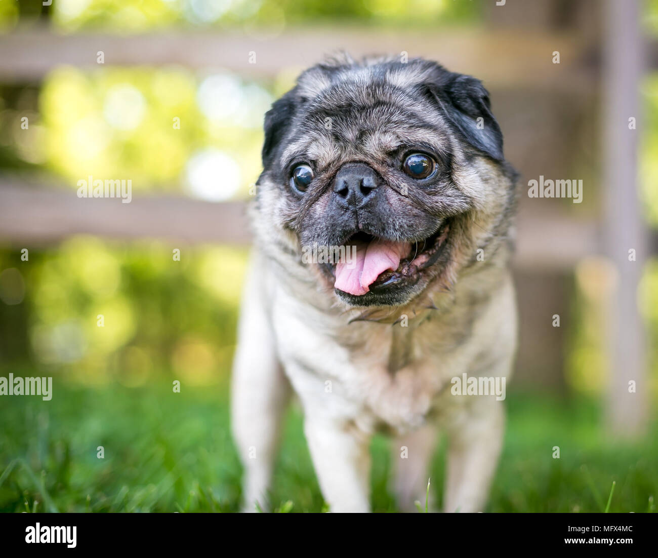 Are Pugs Happy