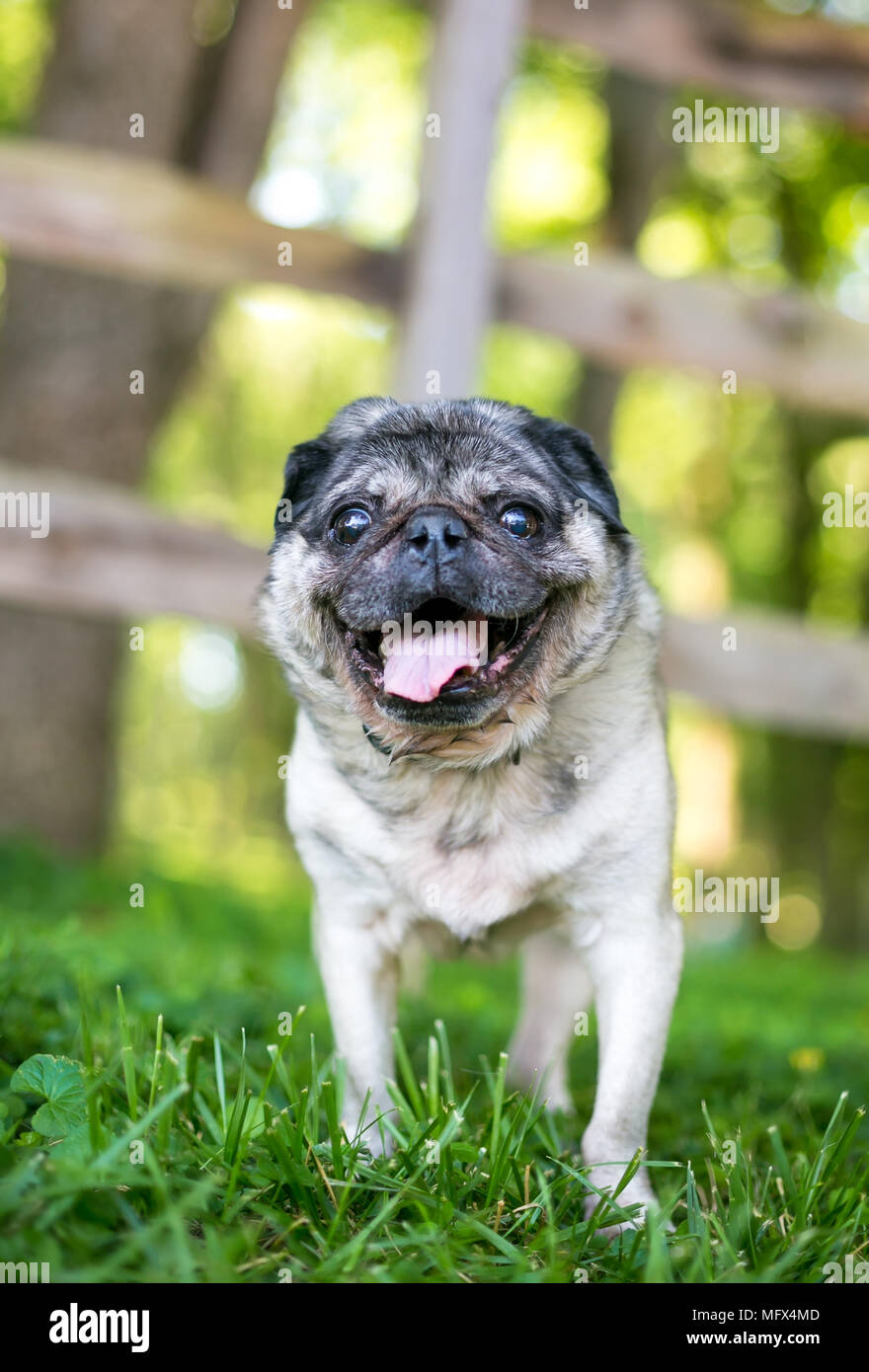 Happy pug hi-res stock photography and images - Alamy