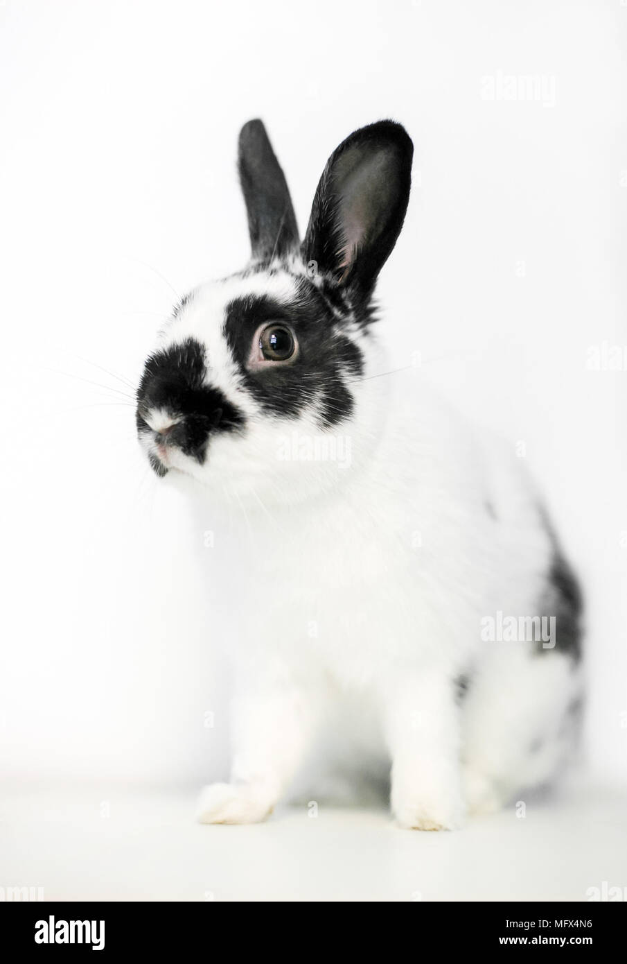 A black and white Dwarf rabbit on a white background Stock Photo - Alamy