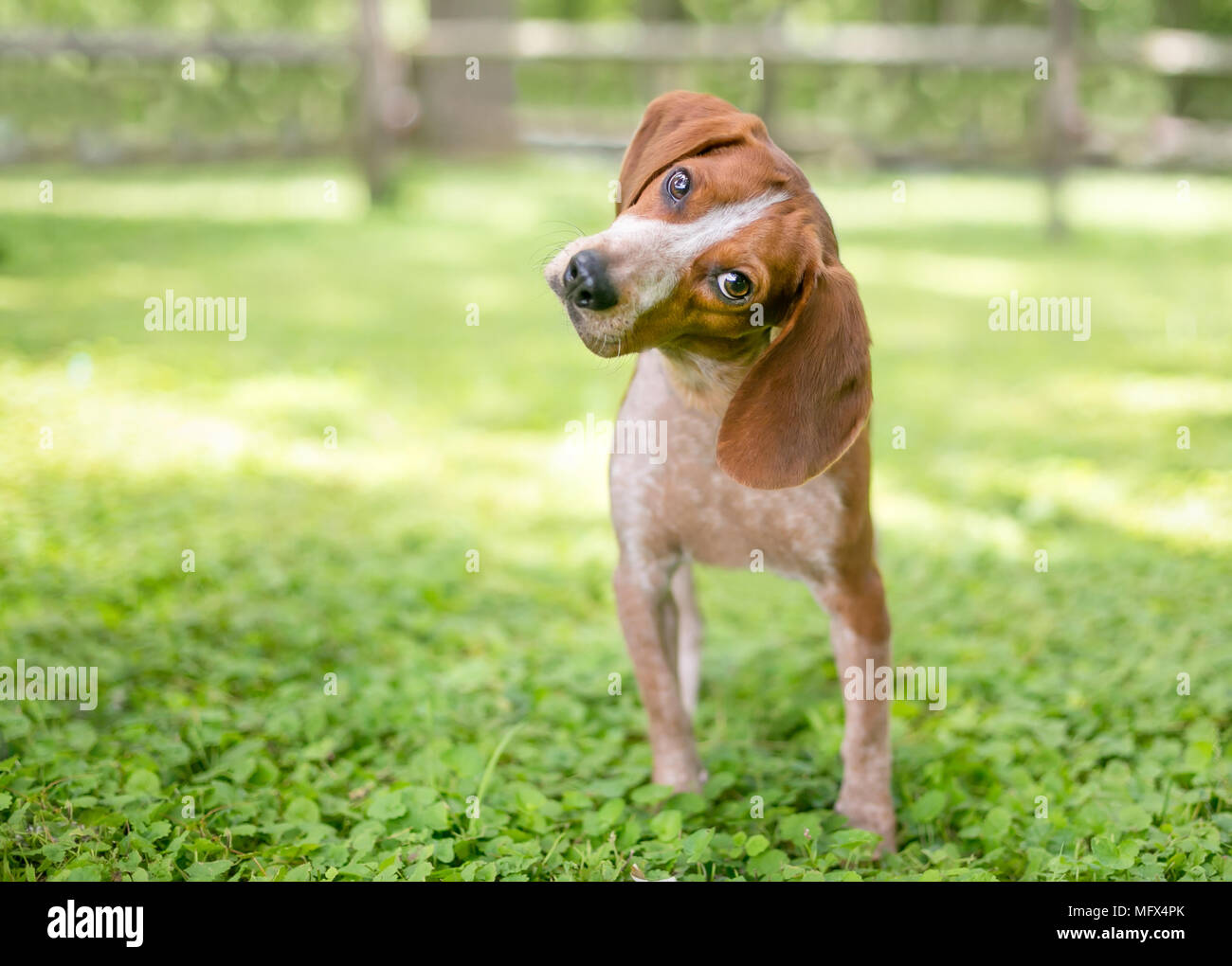 Red And White Beagle