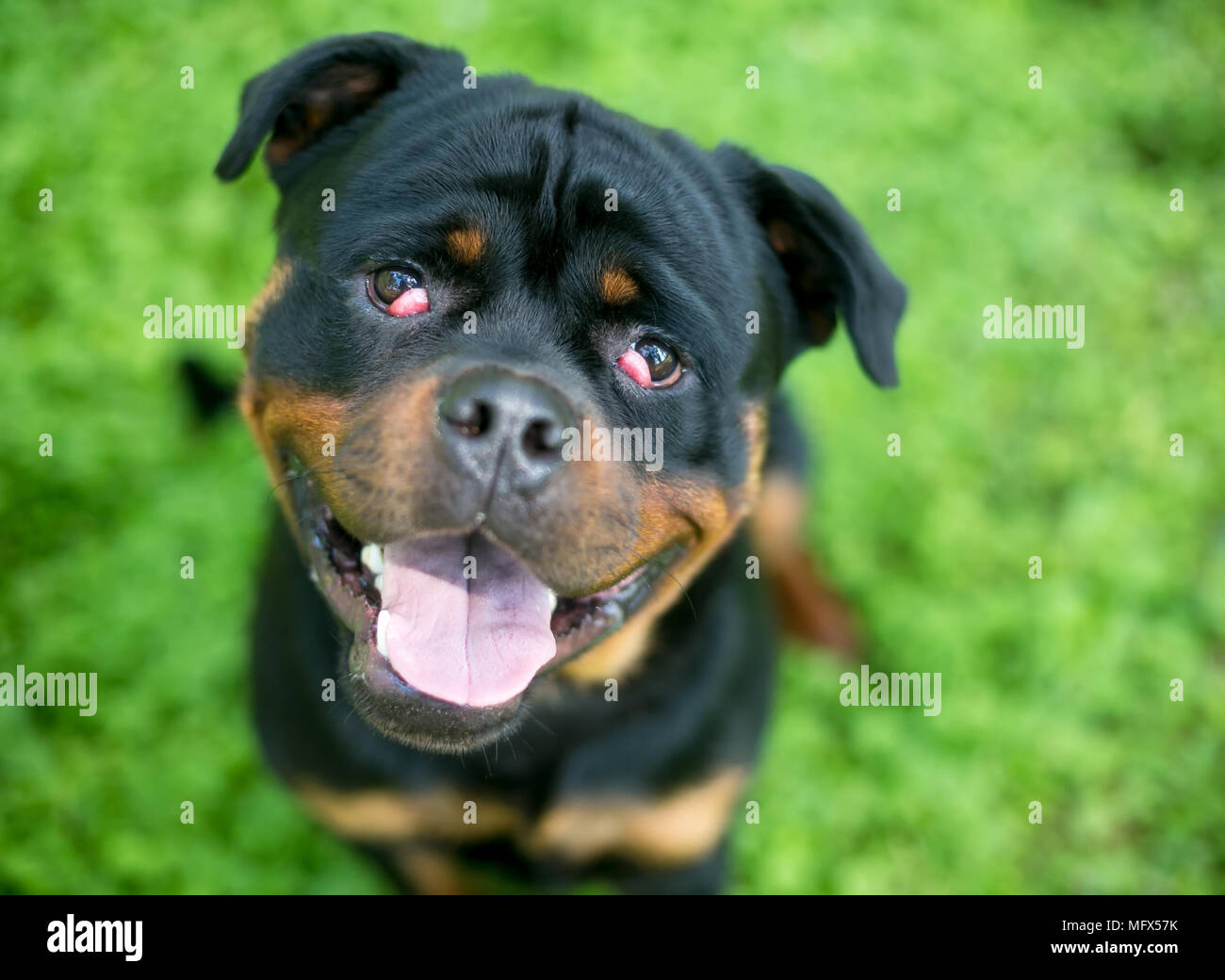 A purebred Rottweiler dog with nictitans gland prolapse or "cherry eye ...