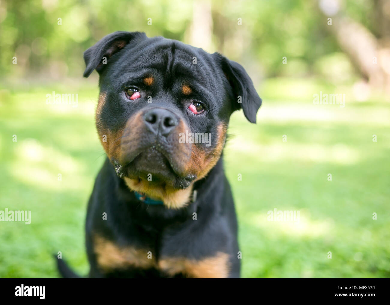 A purebred Rottweiler dog with nictitans gland prolapse or "cherry eye ...