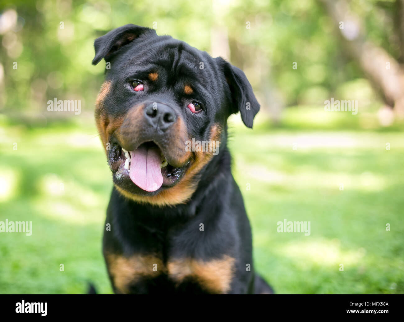 A purebred Rottweiler dog with nictitans gland prolapse or "cherry eye ...