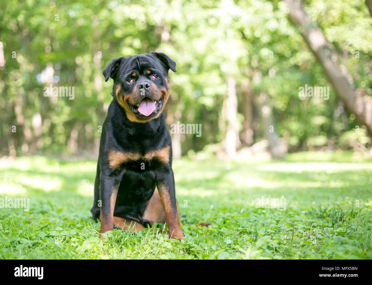 A purebred Rottweiler dog with nictitans gland prolapse or "cherry eye ...