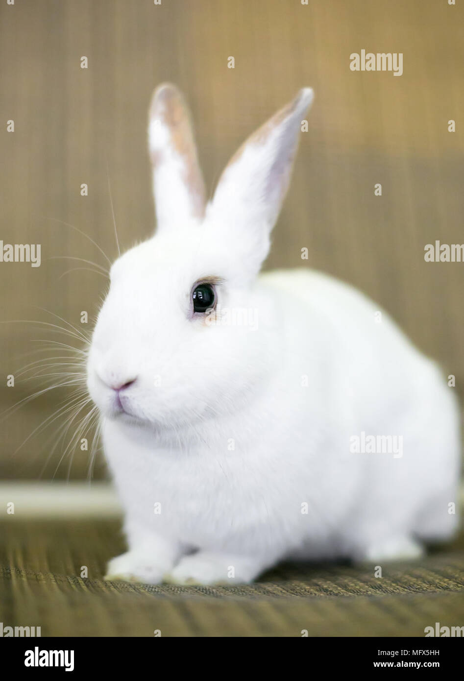 Tan Markings High Resolution Stock Photography and Images - Alamy