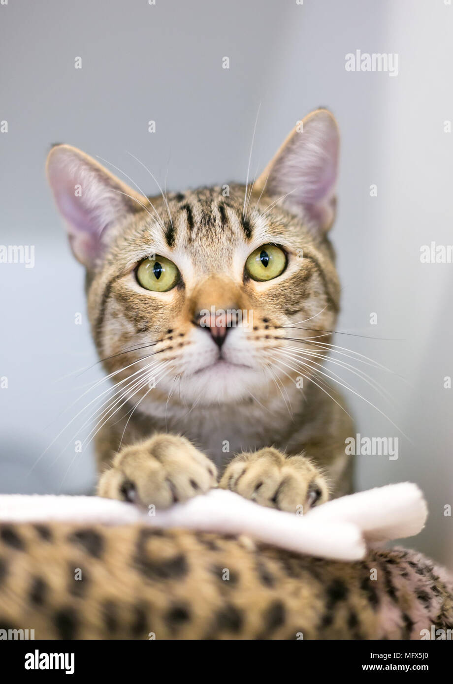 A domestic shorthair tabby cat peeking over the edge of a cat bed Stock ...