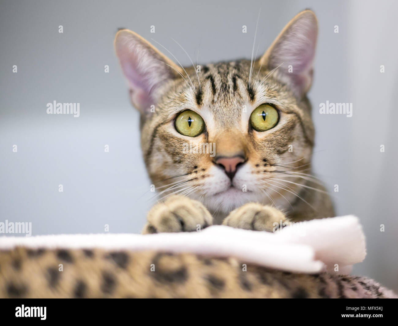 A domestic shorthair tabby cat peeking over the edge of a cat bed Stock ...