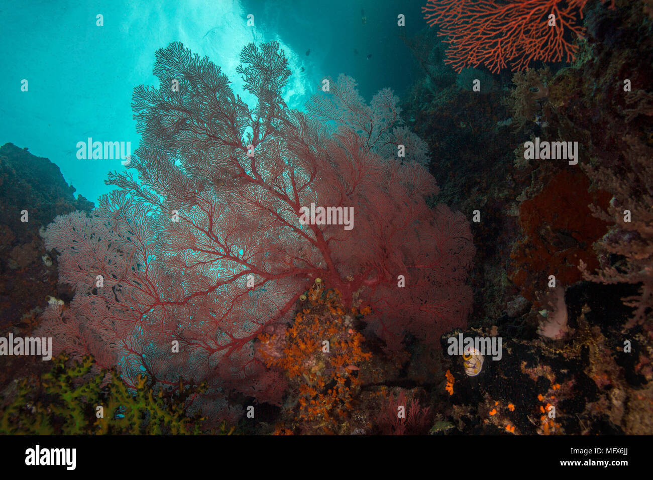 Unimaginable size of coral gardens, diversity of forms and fabulous ...