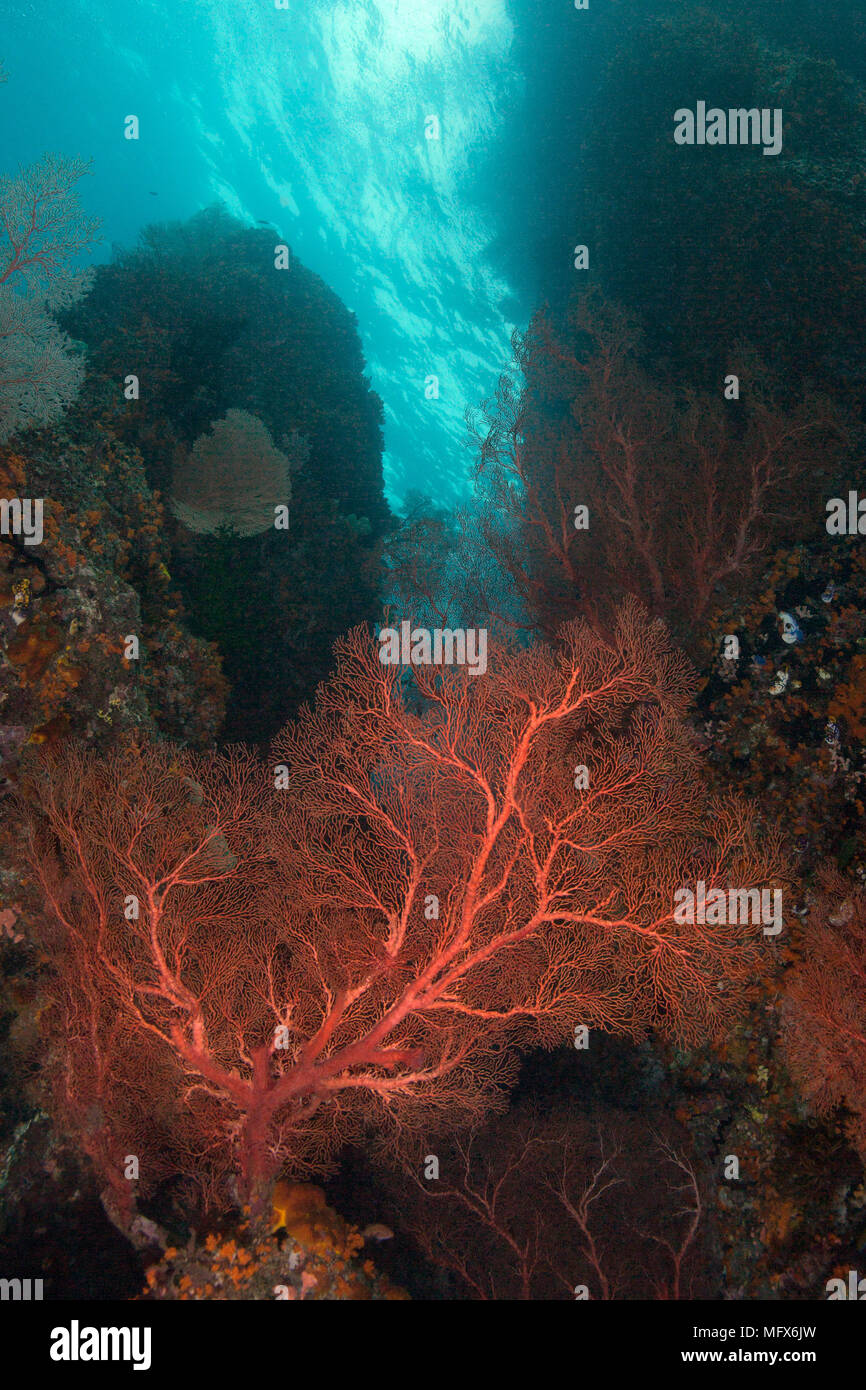 Unimaginable size of coral gardens, diversity of forms and fabulous ...