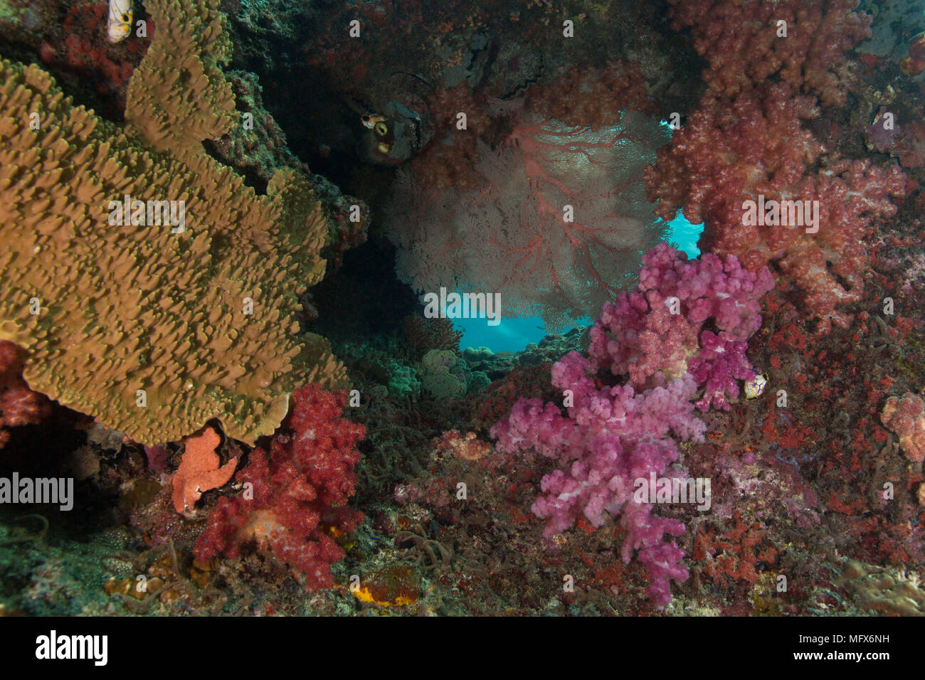 Unimaginable size of coral gardens, diversity of forms and fabulous ...